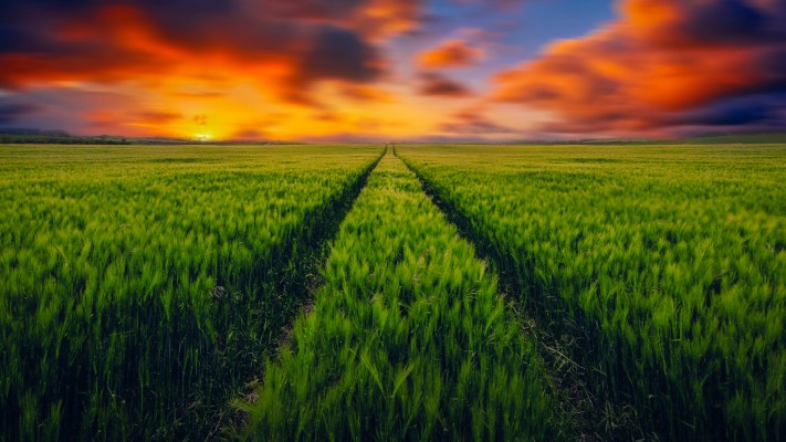 Green Field Scenery Backgrounds - 1123x843 Wallpaper - teahub.io