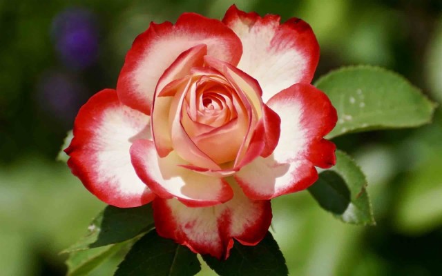 Flowers Images For Whatsapp - Tudor Rose National Flower Of England ...