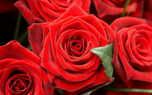 Wallpaper Romantic Red Roses - Fleur Et Rose Magnifique - 2560x1600 ...
