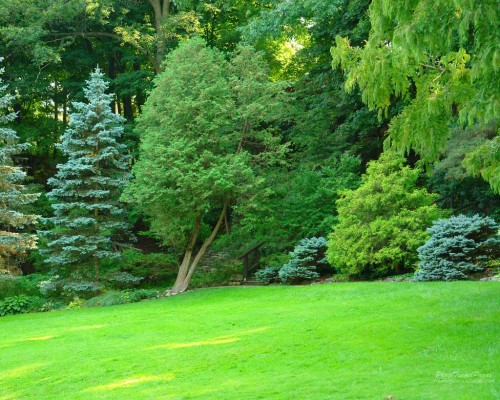 Garden Full Hd Background - 1024x819 Wallpaper - teahub.io
