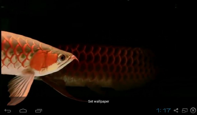 Bony-fish - 1697x1131 Wallpaper - teahub.io