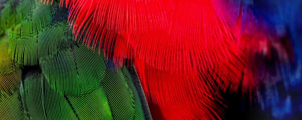Multicolor Feather Artistic Cut - Green Red - 1200x480 Wallpaper ...