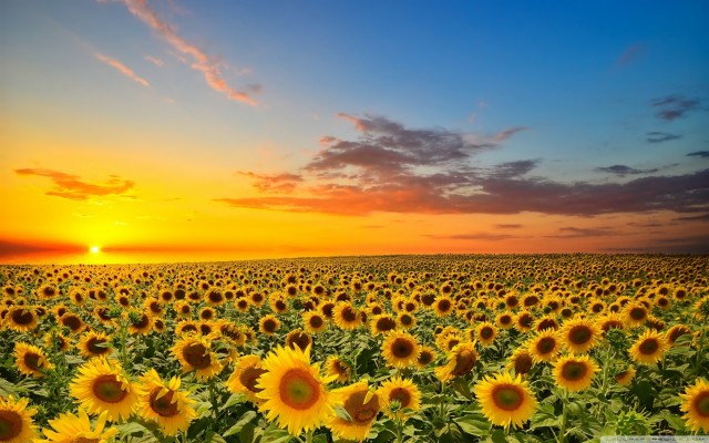 Desktop Background Sunset Sunflower - 1440x900 Wallpaper - teahub.io