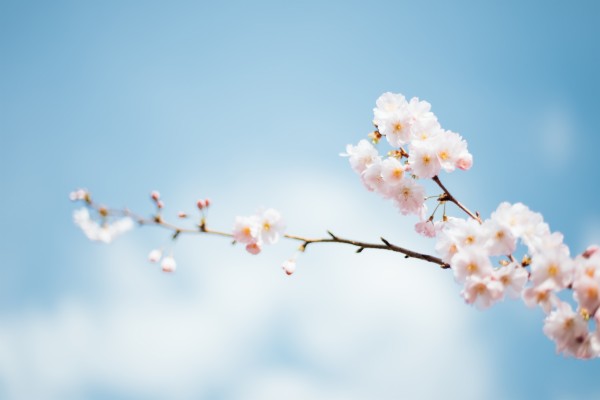 Unsplash Spring - 6317x4211 Wallpaper - teahub.io