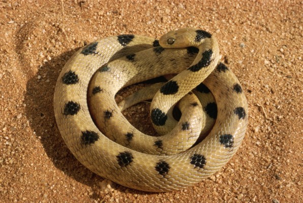 Wallpaper Snake, Bend, Sand, Gravel - Snake Bend - 3533x2369 Wallpaper ...