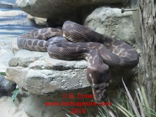 Python Snake Wallpaper Hd - 1600x1200 Wallpaper - teahub.io