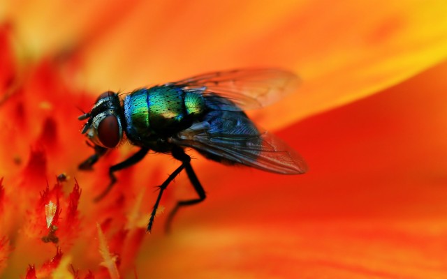 Animal Hd Fly - 1680x1050 Wallpaper - teahub.io
