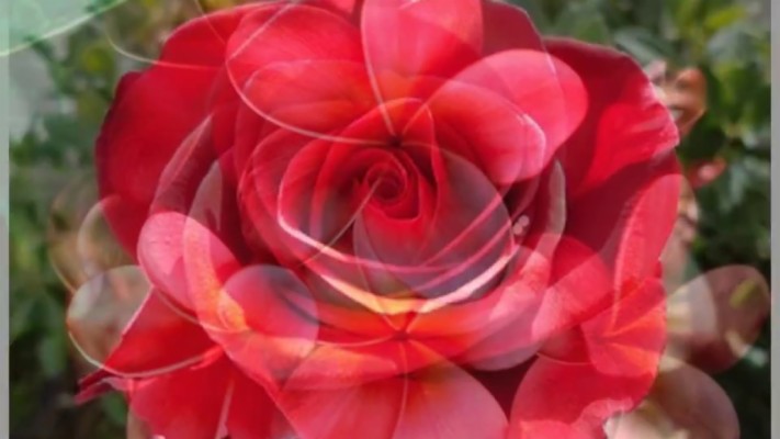 Hybrid Tea Rose - 800x600 Wallpaper - teahub.io
