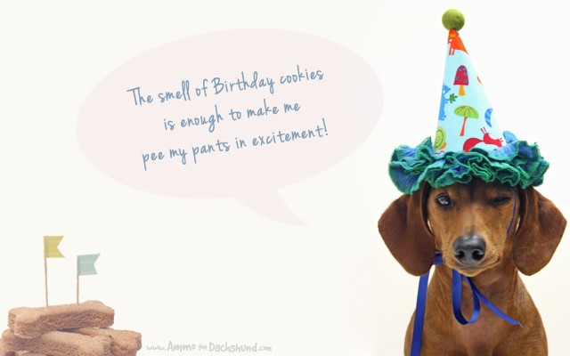Dachshund Happy Birthday Meme 1280x800 Wallpaper