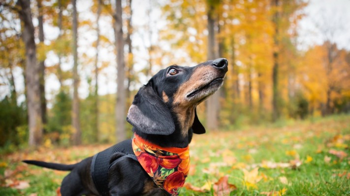 Wallpaper Dachshund, Dog, Shawl, Grass, Leaves, Autumn - Dachshund ...