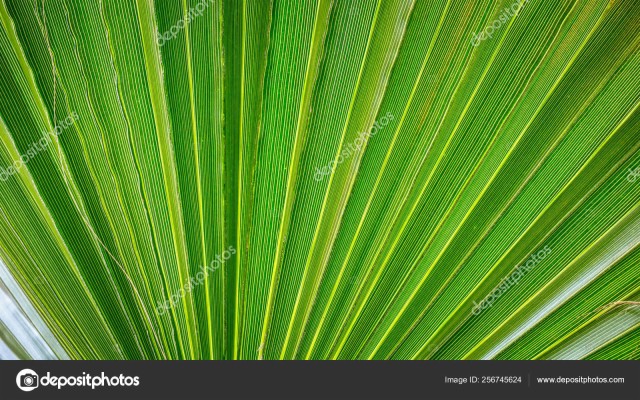 Sabal Minor - 1024x1024 Wallpaper - teahub.io