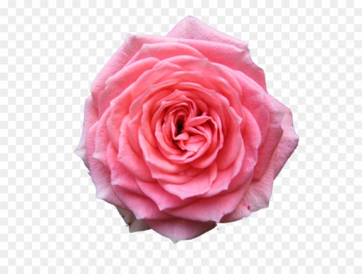 Transparent Background Real Flowers Png - 900x680 Wallpaper - teahub.io