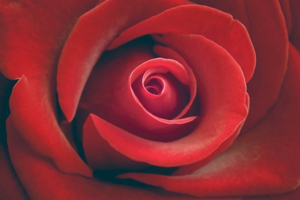 Rose Close Up Flower - 1000x667 Wallpaper - teahub.io