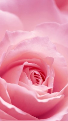 Download Single Pink Rose Wallpaper 1080p On High Resolution - High ...