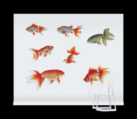 Goldfish - 960x720 Wallpaper - teahub.io