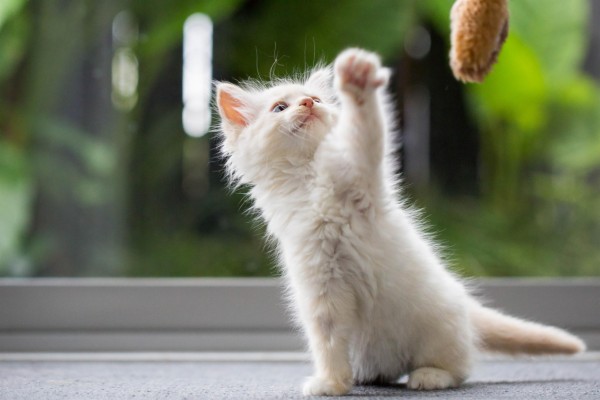 Squitten - 1280x720 Wallpaper - teahub.io