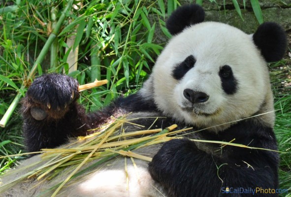 Giant Pandas Food - 1280x865 Wallpaper - teahub.io