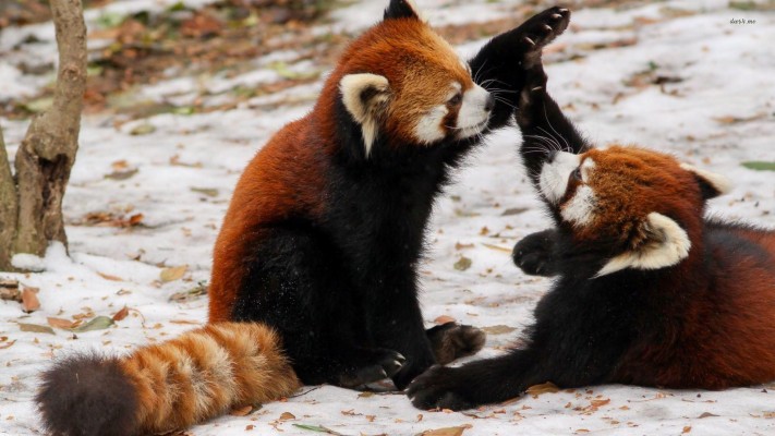 Really Cute Red Pandas - 1920x1080 Wallpaper - teahub.io