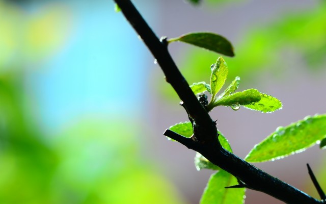 Boboiboy Daun - 1199x1200 Wallpaper - teahub.io