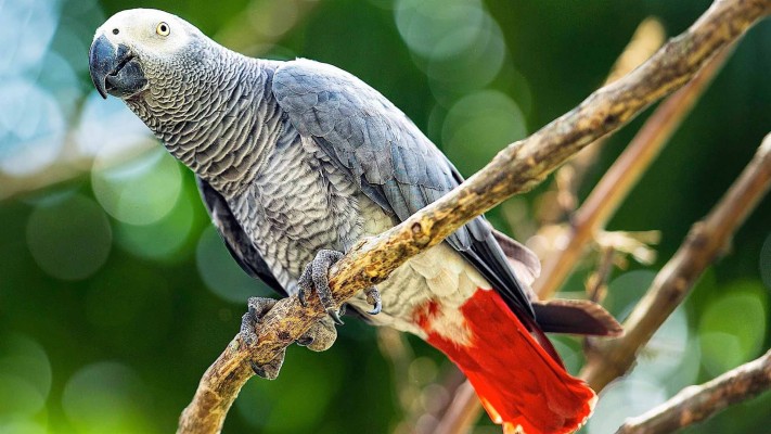 African Grey Parrot - 1920x1080 Wallpaper - teahub.io