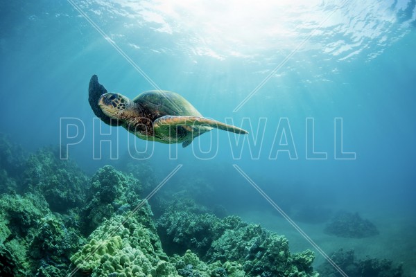 Hawaiian Green Sea Turtle - Turtle - 2000x1333 Wallpaper - teahub.io