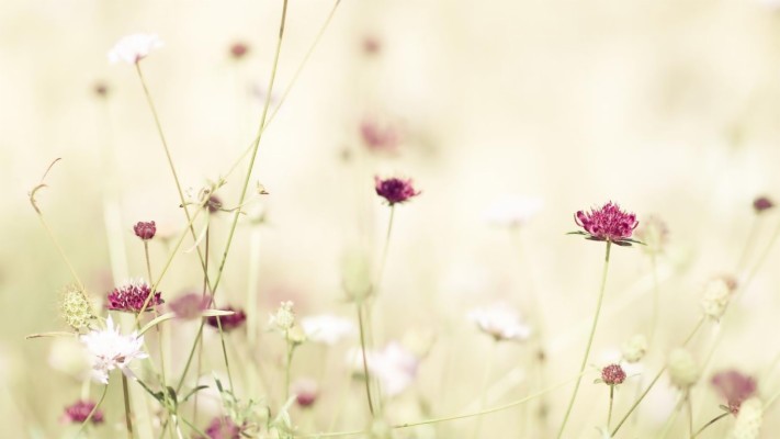 Delicate Flowers Background - 1366x768 Wallpaper - teahub.io
