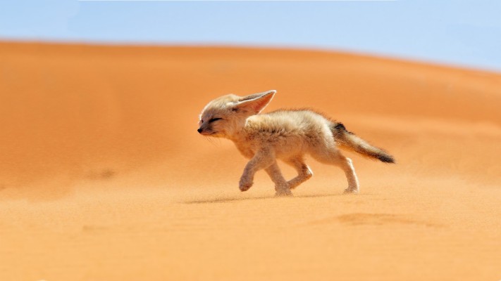 Wallpaper - Desert Fox - 1920x1080 Wallpaper - teahub.io