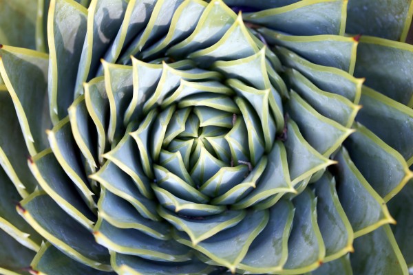 Spiral Succulent Hd Wallpaper - Tree Fractals In Nature - 3000x2000 ...