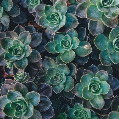 Desktop Wallpaper Succulent Plant Lock Screen Wallpaper, - Cactus ...