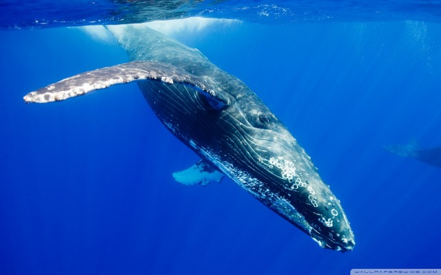 Hump Back Whale - Whale Desktop - 1920x1200 Wallpaper - teahub.io