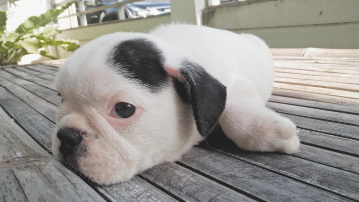 Dog Puppy Sweet Pretty Beautiful Cute - Companion Dog - 2048x1365 ...