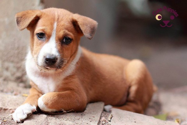Dog Puppy Sweet Pretty Beautiful Cute - Companion Dog - 2048x1365 ...