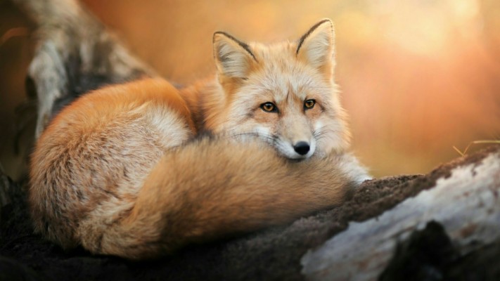 1920x1200, Cartoon Fox Wallpaper Animals Pinterest - Background Fox ...