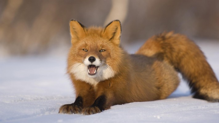 Free Red Fox High Quality Wallpaper Id - Best Fox - 1920x1080 Wallpaper ...