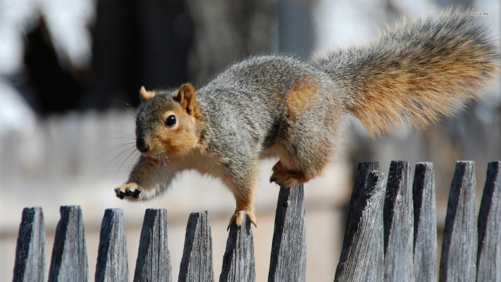 High Resolution Squirrel - 1920x1080 Wallpaper - teahub.io