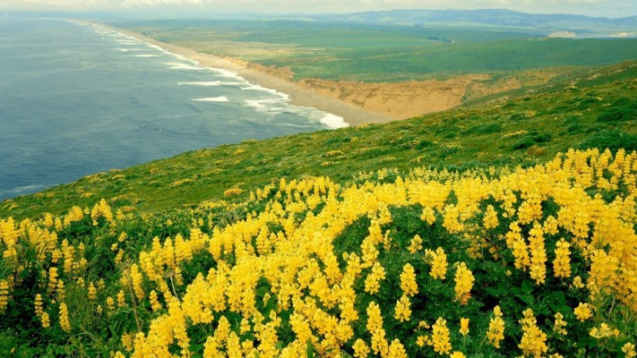 Field Nature Yellow Flowers Wallpaper - Point Reyes Flowers - 1920x1080 ...
