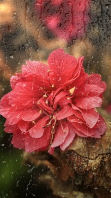 Rain On Flowers Wallpapers Hd Wallpapers Free Download - Desktop ...