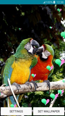 Birds Live Wallpaper - Live Wallpapers Birds - 810x720 Wallpaper ...