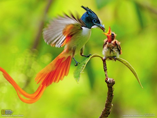 Bird Wallpapers Hd Free Download - Nature Background Hd Birds ...