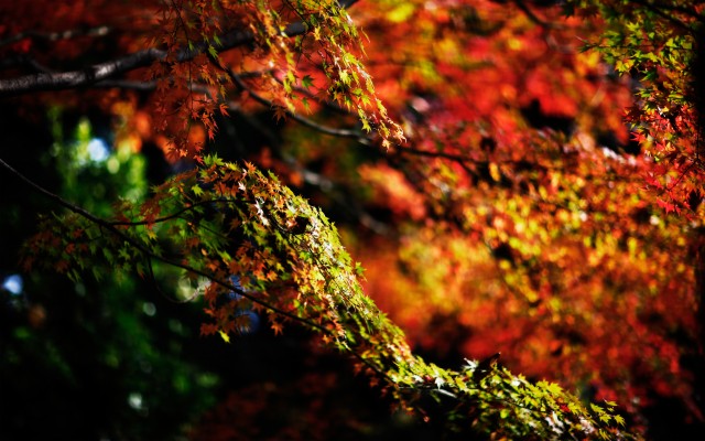 Maple Tree Wallpaper - 2560x1440 Wallpaper - teahub.io