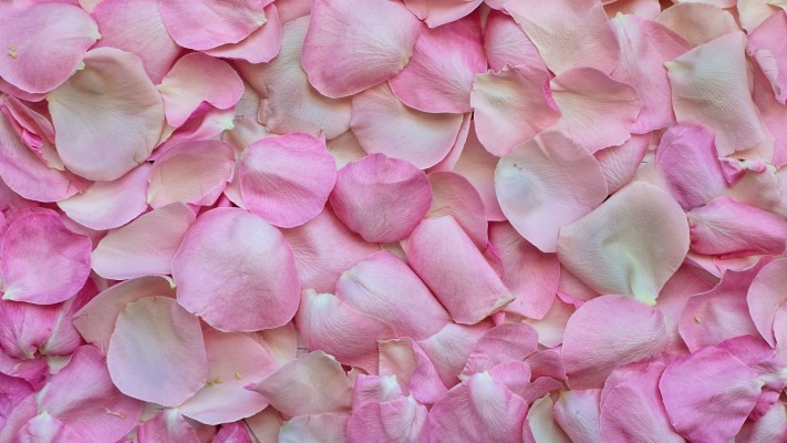 Rose Petals Steam Background - 1920x1080 Wallpaper - teahub.io