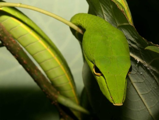 Ivy Snake - 1152x864 Wallpaper - teahub.io