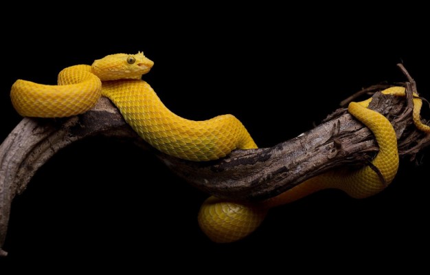 Download Wallpaper Striped, Spotted, Scales, Snake - Snake - Teahub.io