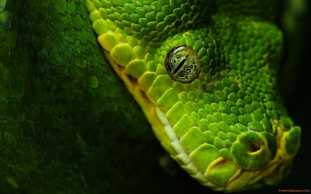 View Larger Image Data Src Most Popular Snake Eye - Green Snake Eye ...
