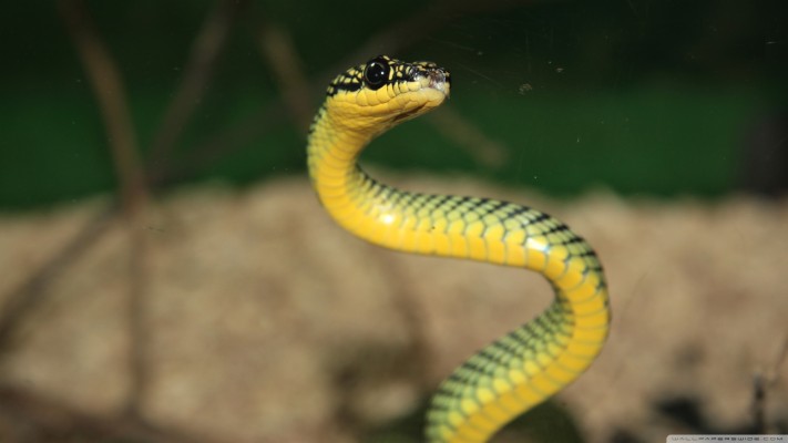 Serpent Jaune Et Vert - 2560x1440 Wallpaper - teahub.io