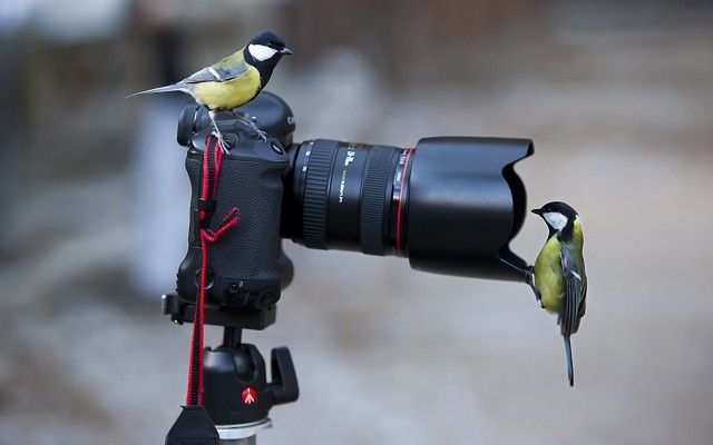 Wallpaper Bird Look At Camera - Bird On Camera - 1920x1200 Wallpaper ...