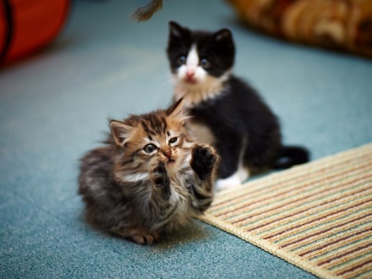 Cute Couple Cats Hd Images Download - 1600x1200 Wallpaper - teahub.io