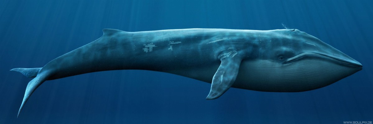 Blue Whale Fish Hd - 2000x667 Wallpaper - teahub.io