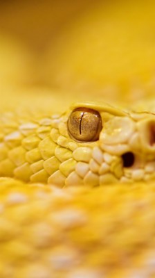 Download Yellow Python Snake - Teahub.io