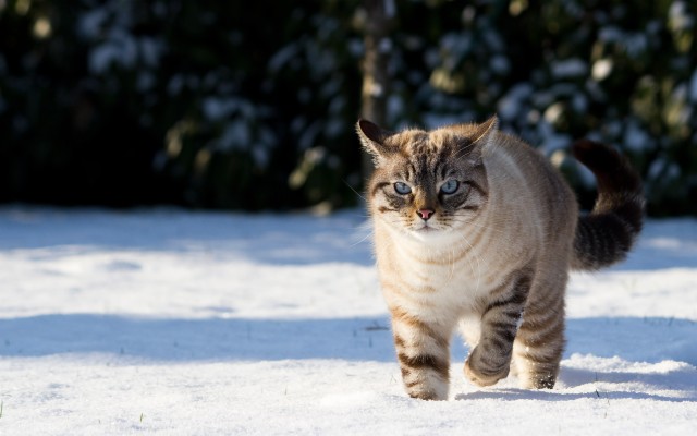 Snow Cat - 1921x1200 Wallpaper - teahub.io